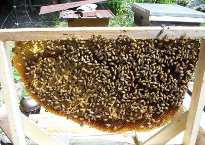 Barrel Top Bar Hive - beevac.com