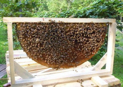 Barrel Top Bar Hive - beevac.com